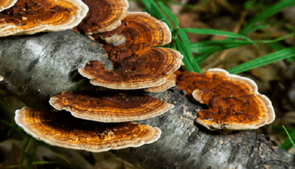 When Trees Get Sick: Common Tree Fungus and Its Impact on the ...