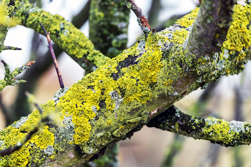 When Trees Get Sick: Common Tree Fungus and Its Impact on the ...